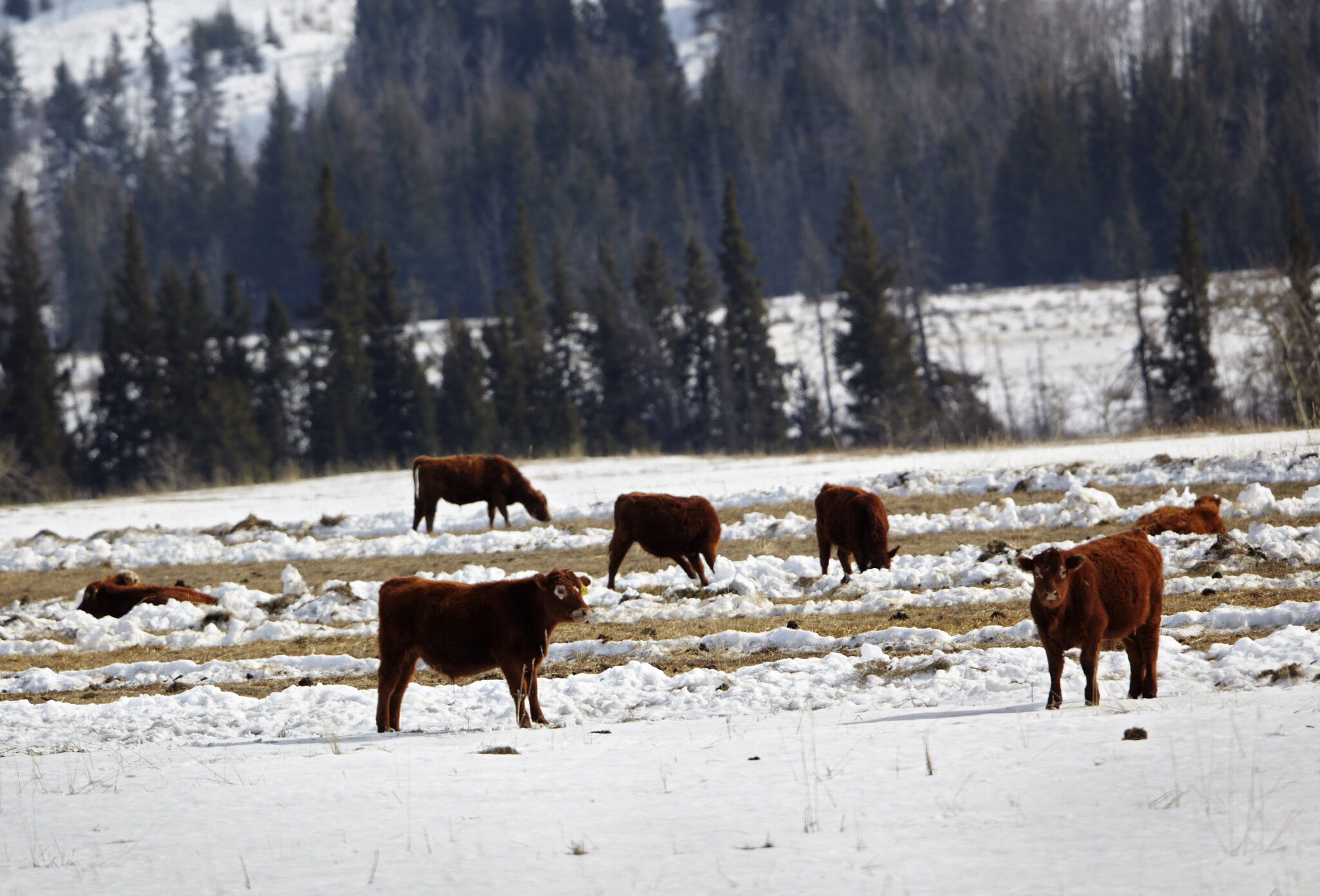Tips for Successful Extended Grazing to Reduce Winter Feeding Costs ...