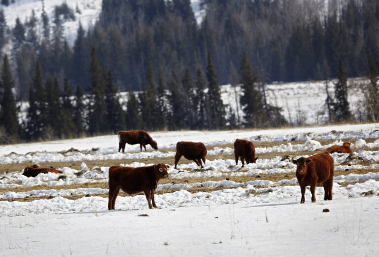 Tips for Successful Extended Grazing to Reduce Winter Feeding Costs ...