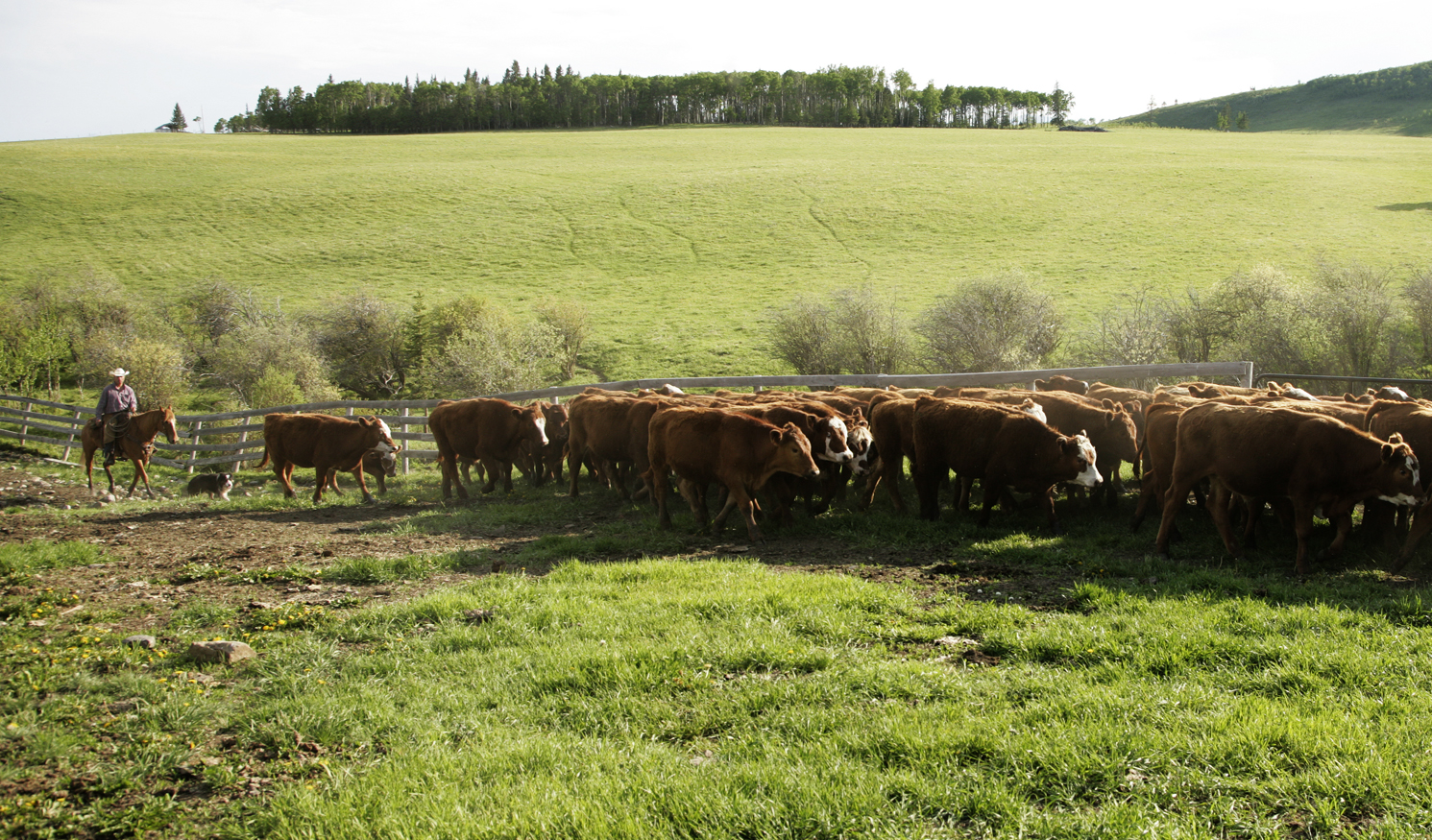 Q&A on the Science that Informed a Renewed Beef Code - BeefResearch.ca