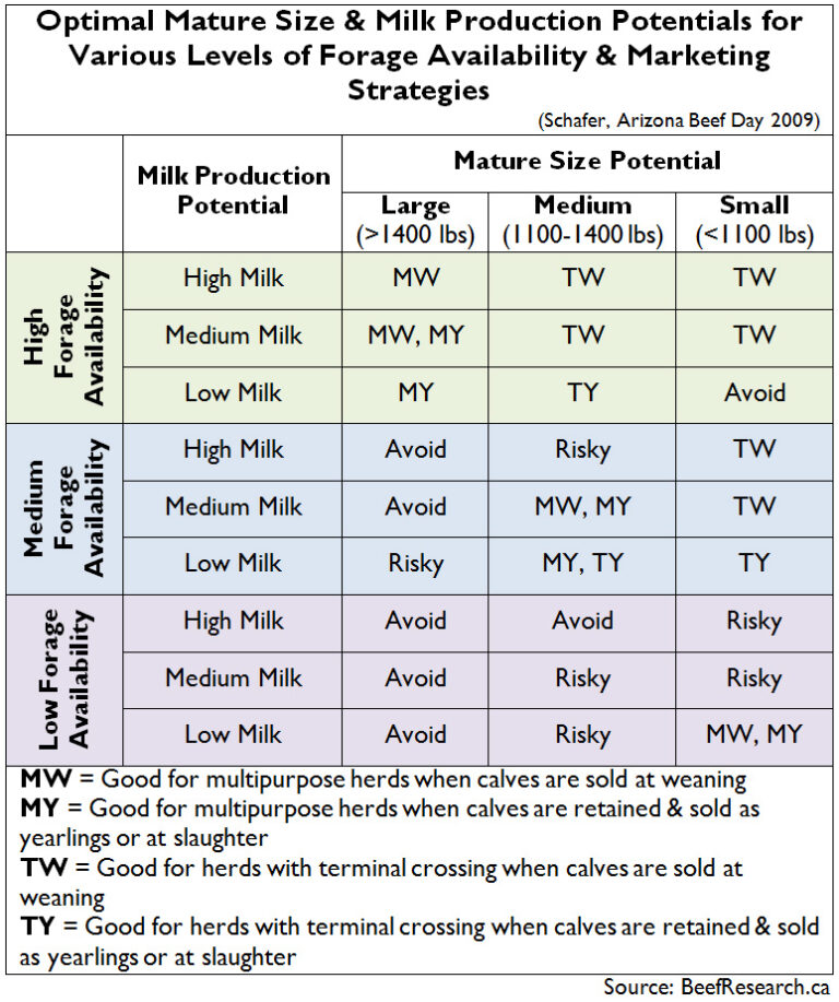 Bigger Is Not Always Better: Finding the Right Sized Cow - BeefResearch.ca