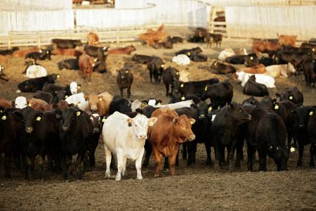Calculator: What is the Value of Preconditioning Calves? - BeefResearch.ca
