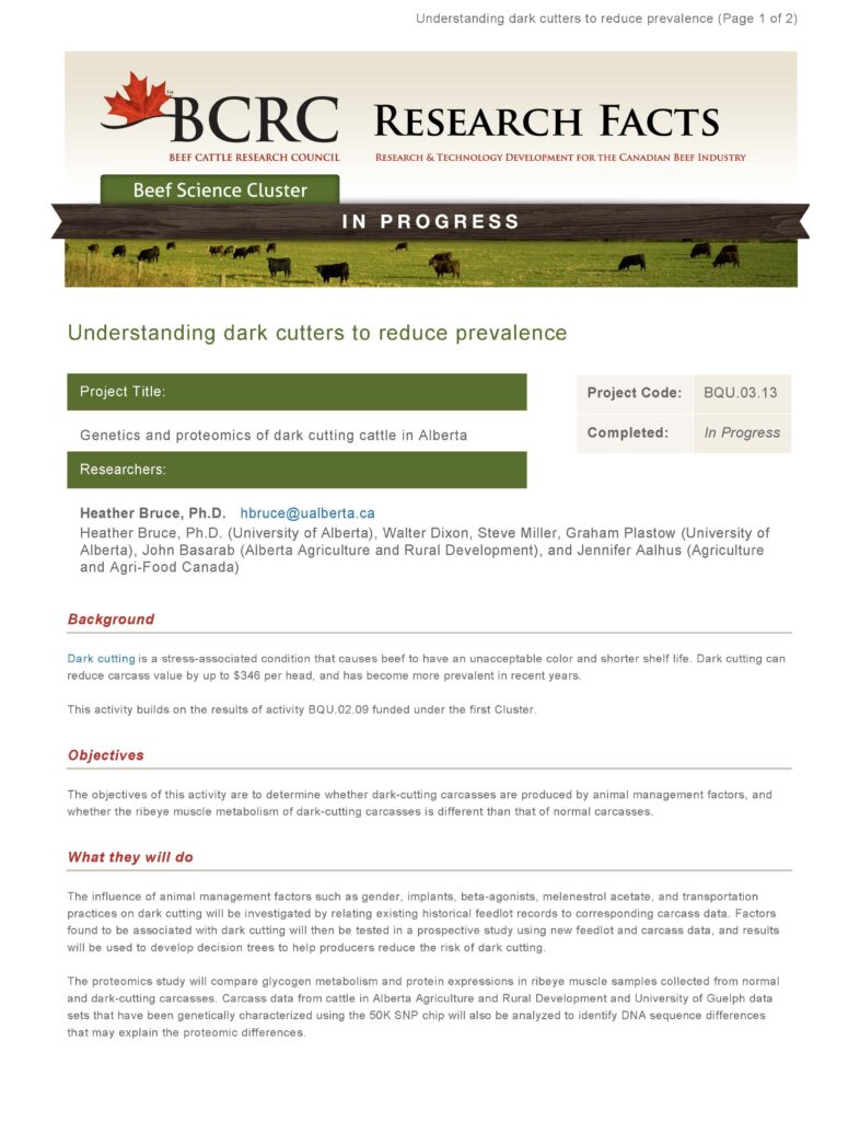 Understanding dark cutters to reduce prevalence - BeefResearch.ca