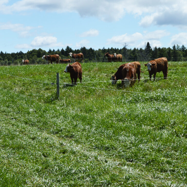 Determining Optimal Forage Species Mixtures - BeefResearch.ca