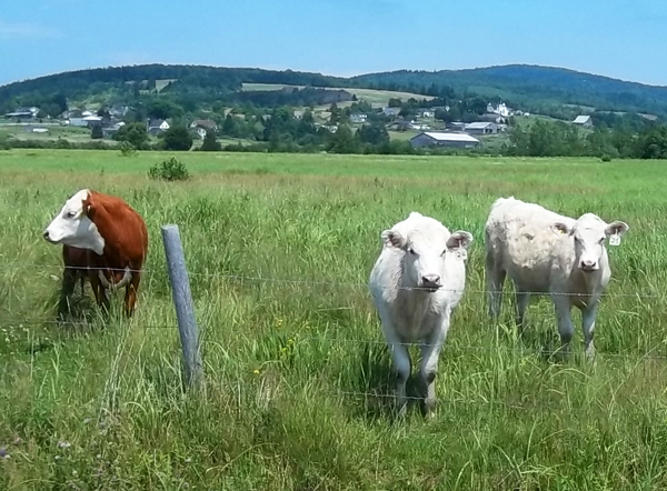 Next Time you Process Cattle, Pull Tail Hairs - BeefResearch.ca