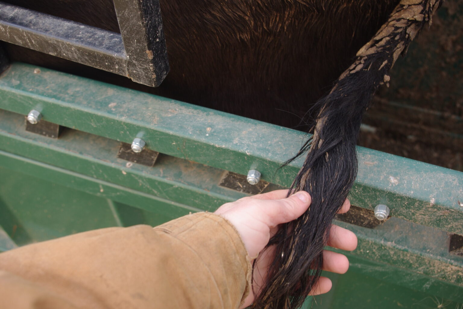 Next Time you Process Cattle, Pull Tail Hairs - BeefResearch.ca