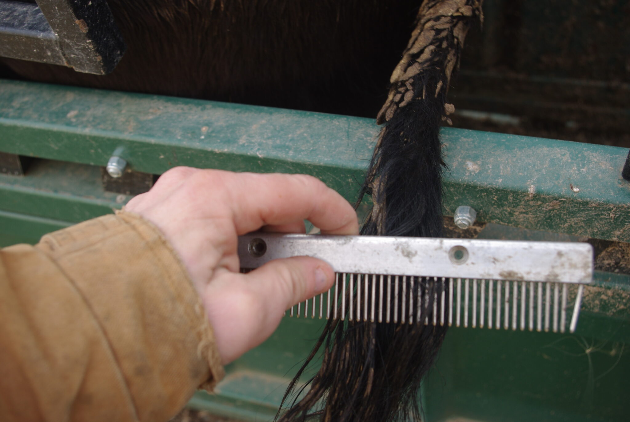 Next Time you Process Cattle, Pull Tail Hairs - BeefResearch.ca