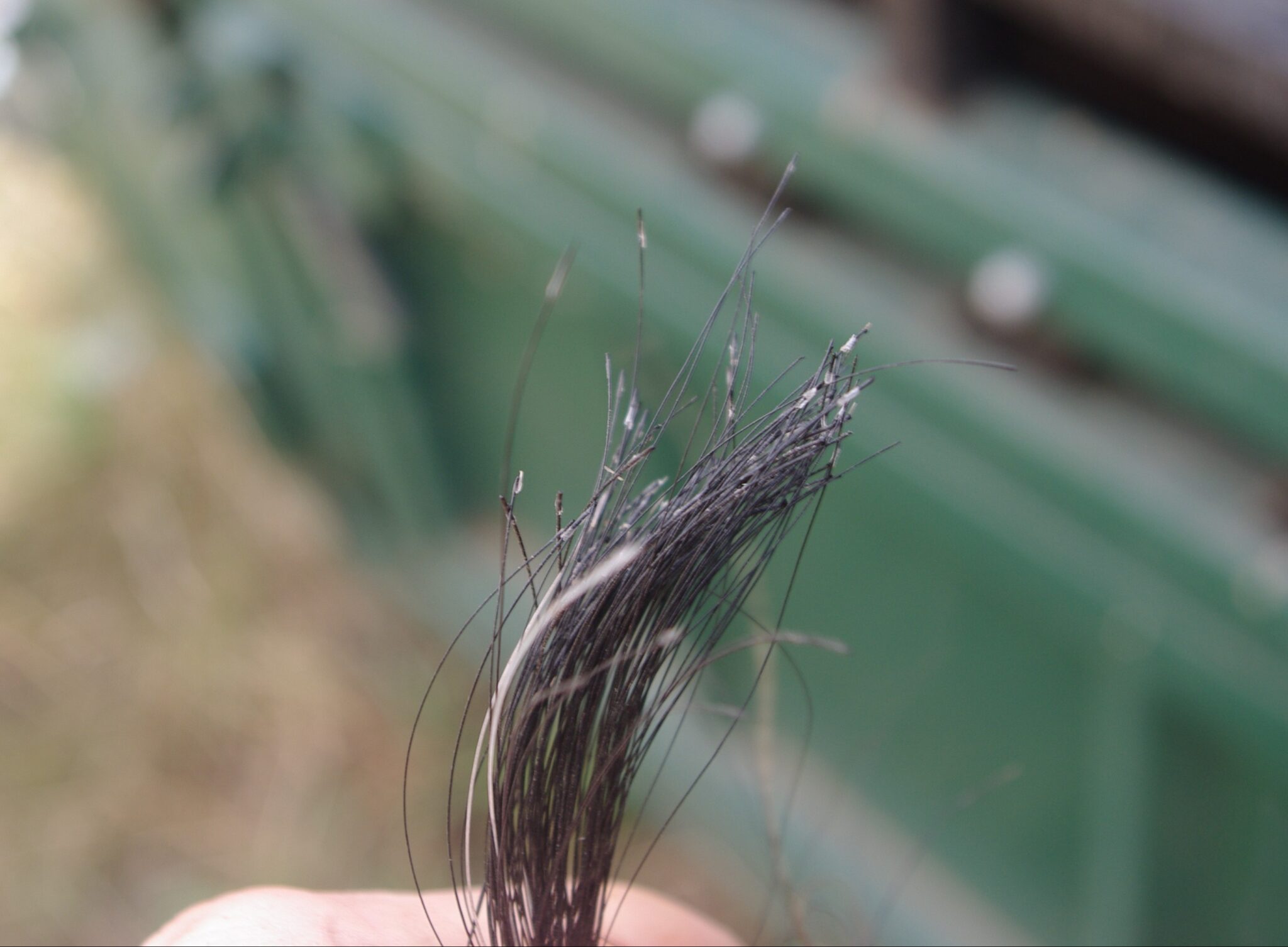 Next Time you Process Cattle, Pull Tail Hairs - BeefResearch.ca