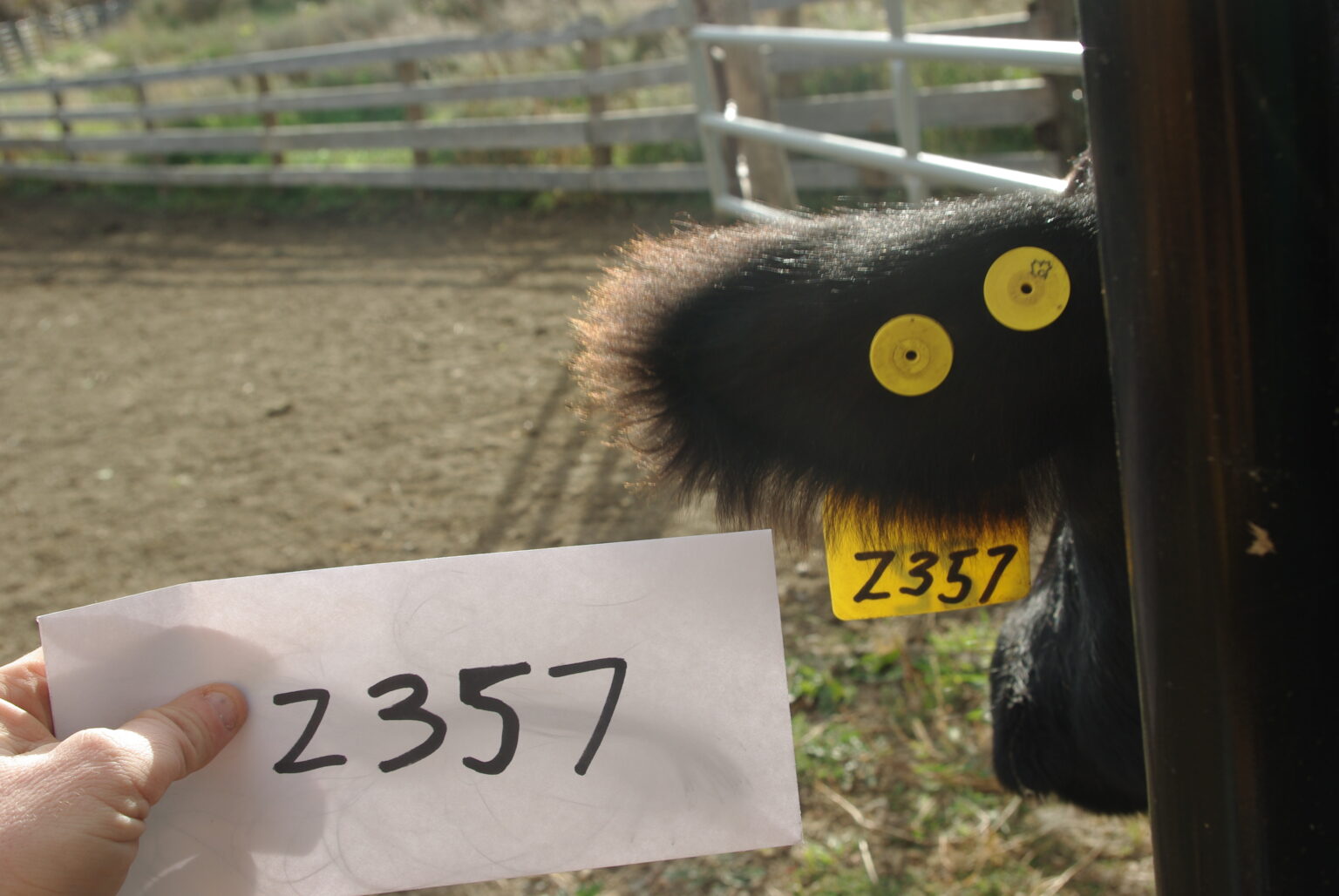 Next Time you Process Cattle, Pull Tail Hairs - BeefResearch.ca
