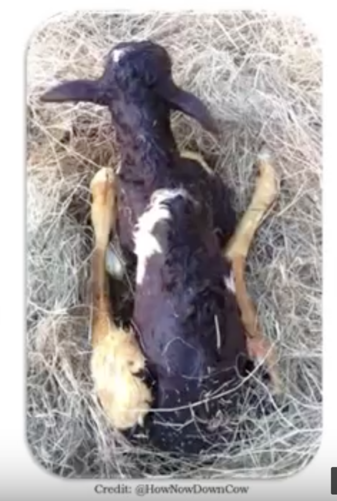 Tips to Improve the Health and Vigor of Newborn Calves - BeefResearch.ca