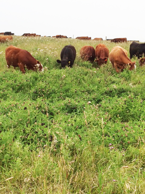 Let Cattle Do the Seeding - BeefResearch.ca