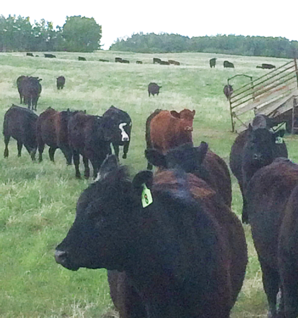 Copper Deficiency Takes Heavy Toll - BeefResearch.ca