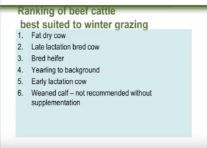 3 Tips for Swath and Bale Grazing - BeefResearch.ca