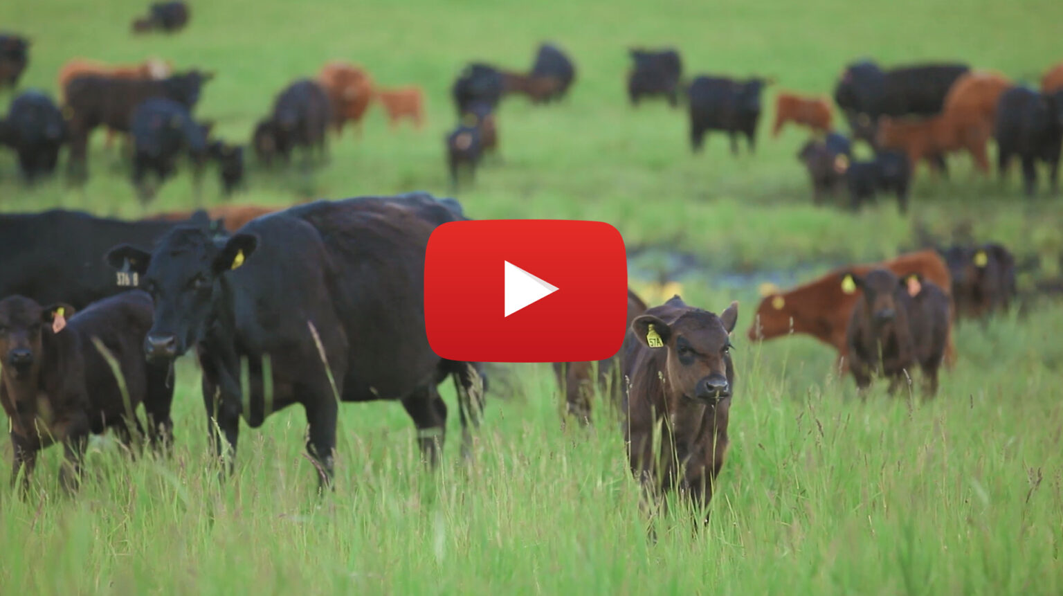 New Video: What Beef Producers Need to Know About Environmental ...