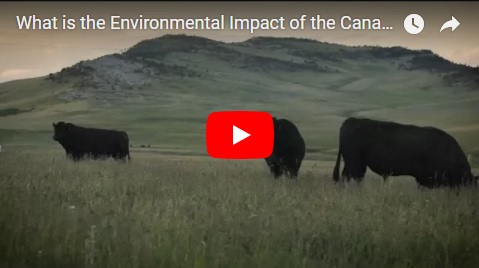 New Video: What Beef Producers Need to Know About Environmental ...