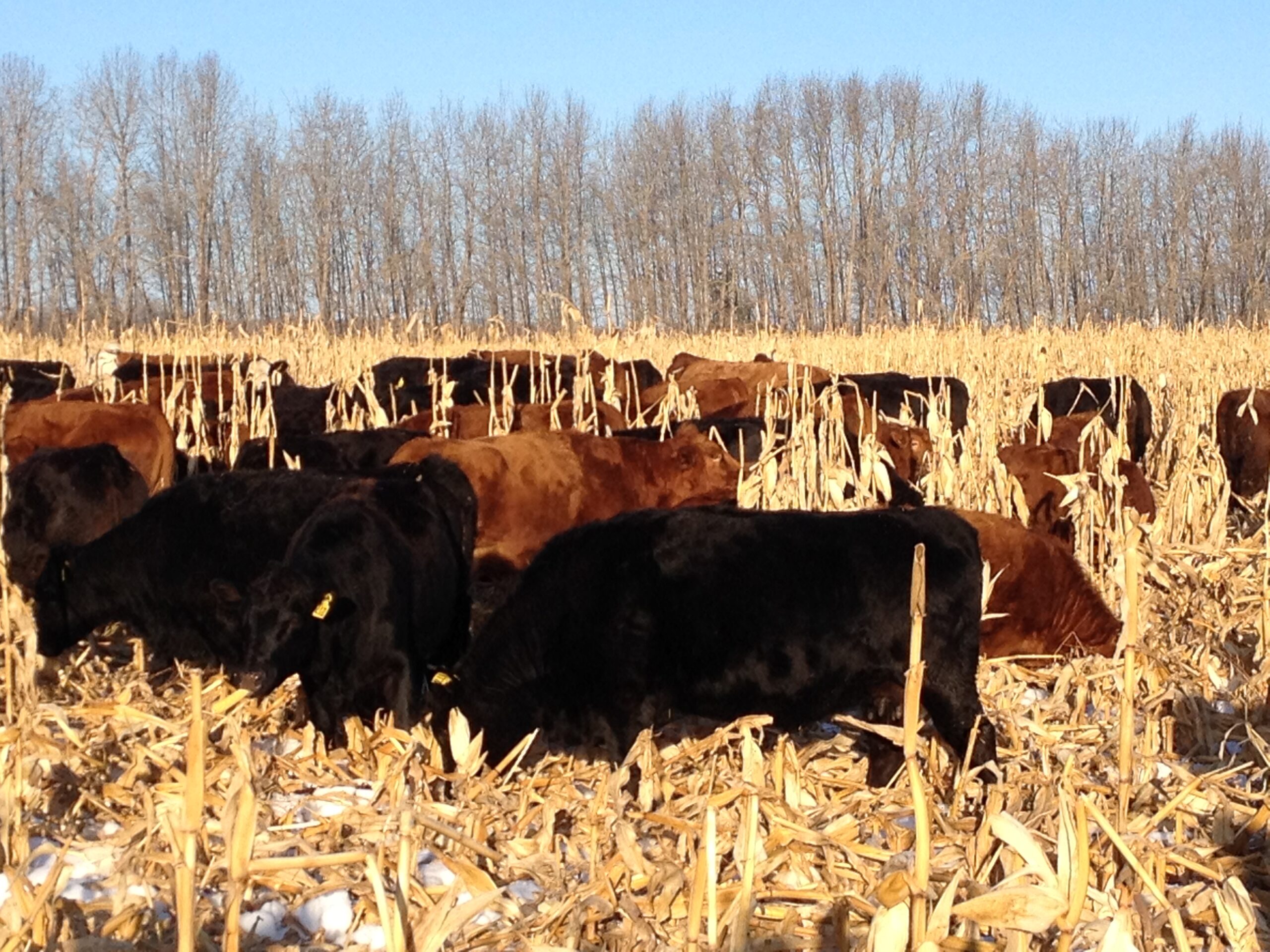 Planting corn this spring for your cattle to graze later? Here are 10 ...