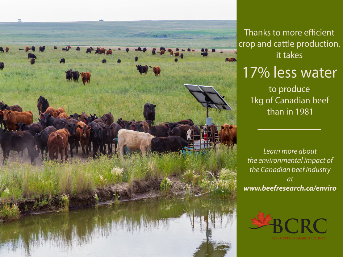 How Much Feed and Water are Used to Make a Pound of Beef? - BeefResearch.ca