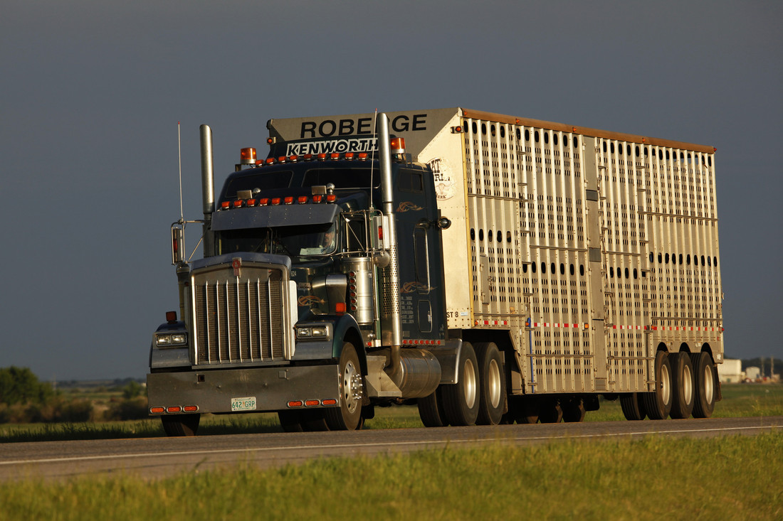 Winter Cow Transport Assessed - BeefResearch.ca
