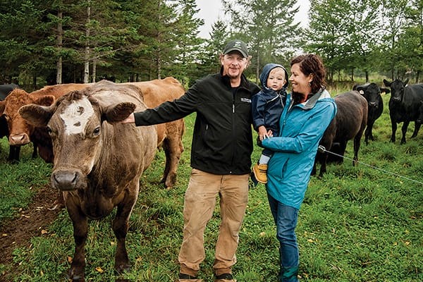 Alfalfa is nothing to fear with simple, proper management - BeefResearch.ca