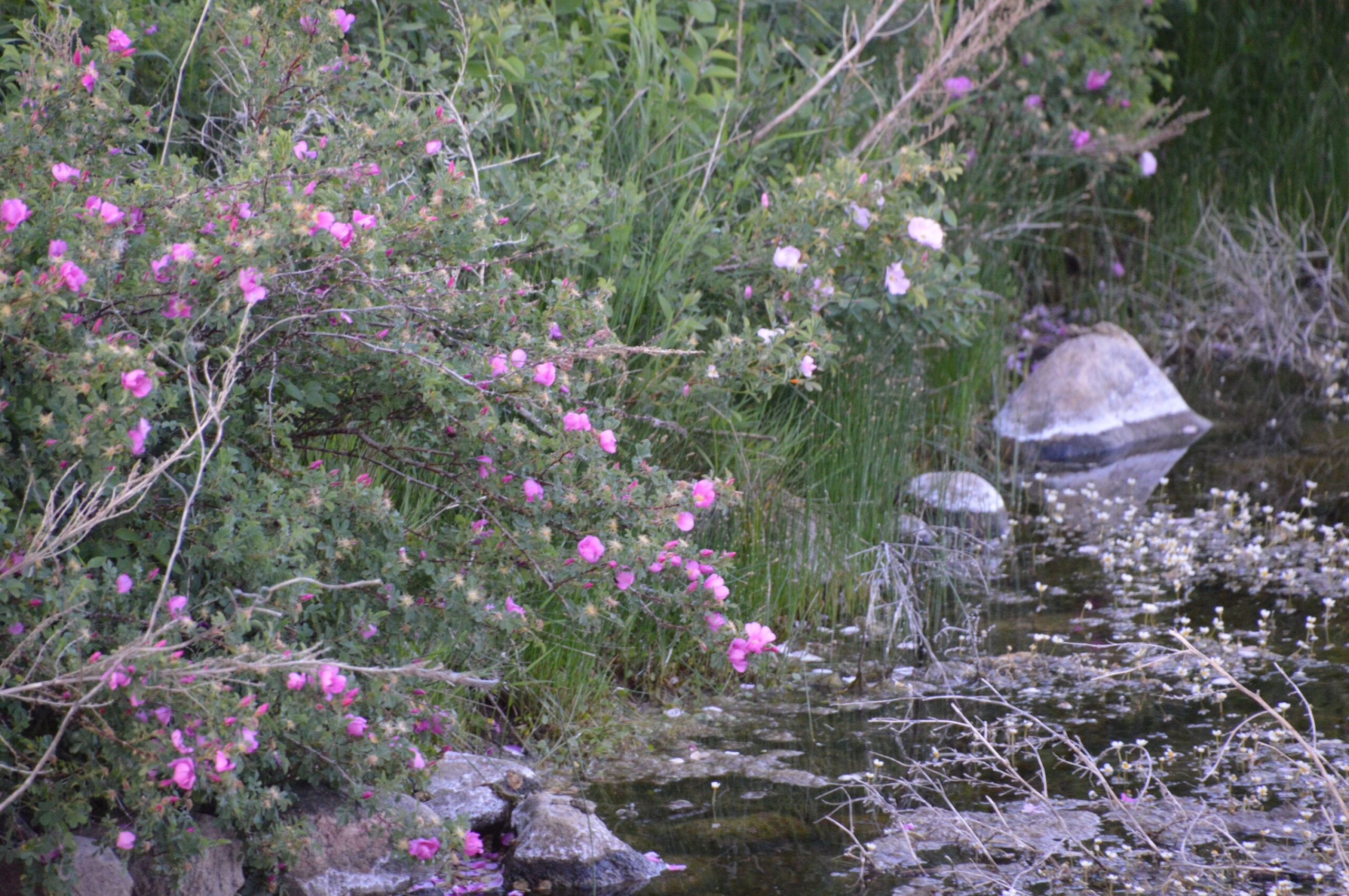 How to Assess Riparian Zones: Beef Research School Video - BeefResearch.ca