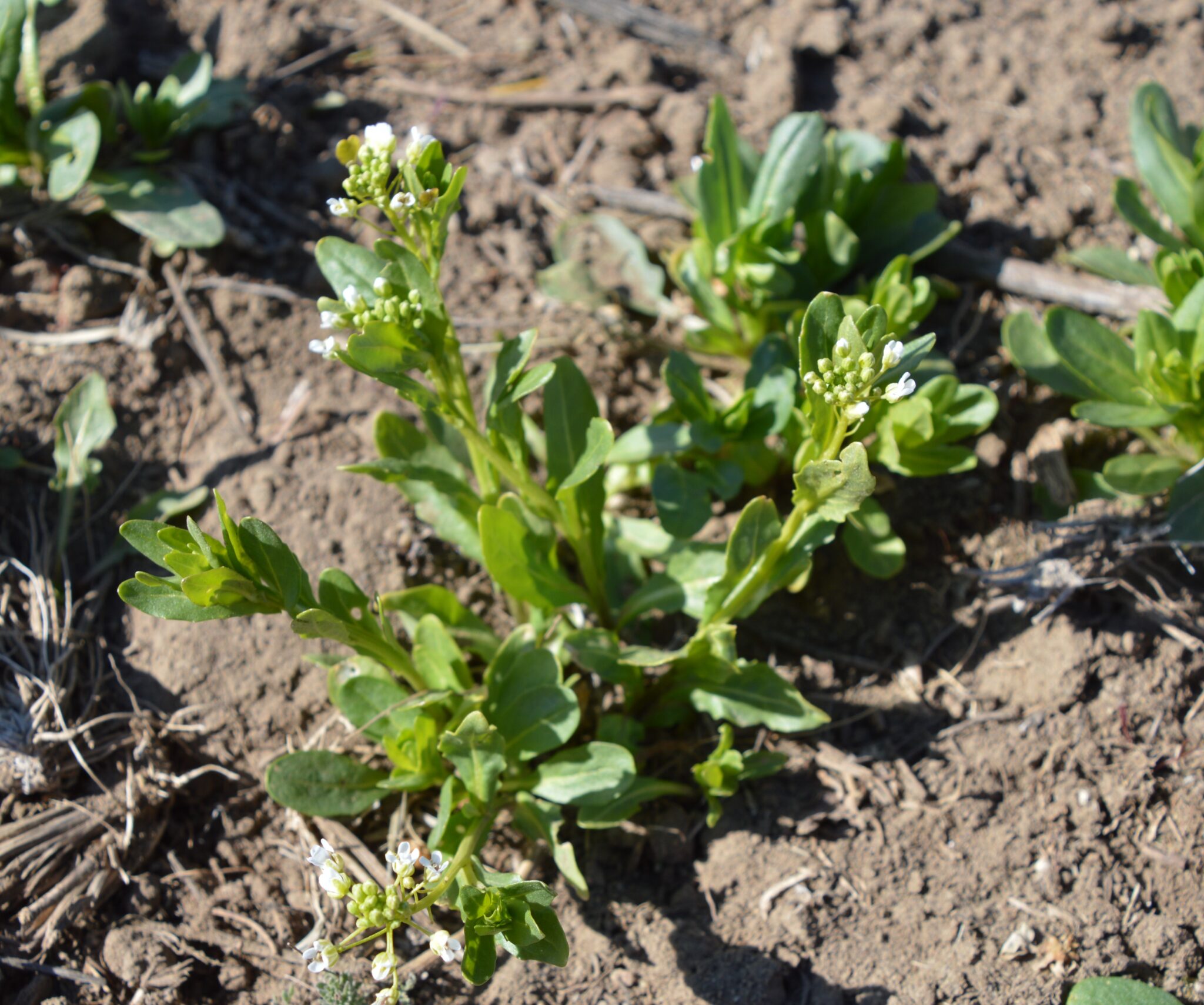 Drought Management Strategies - BeefResearch.ca