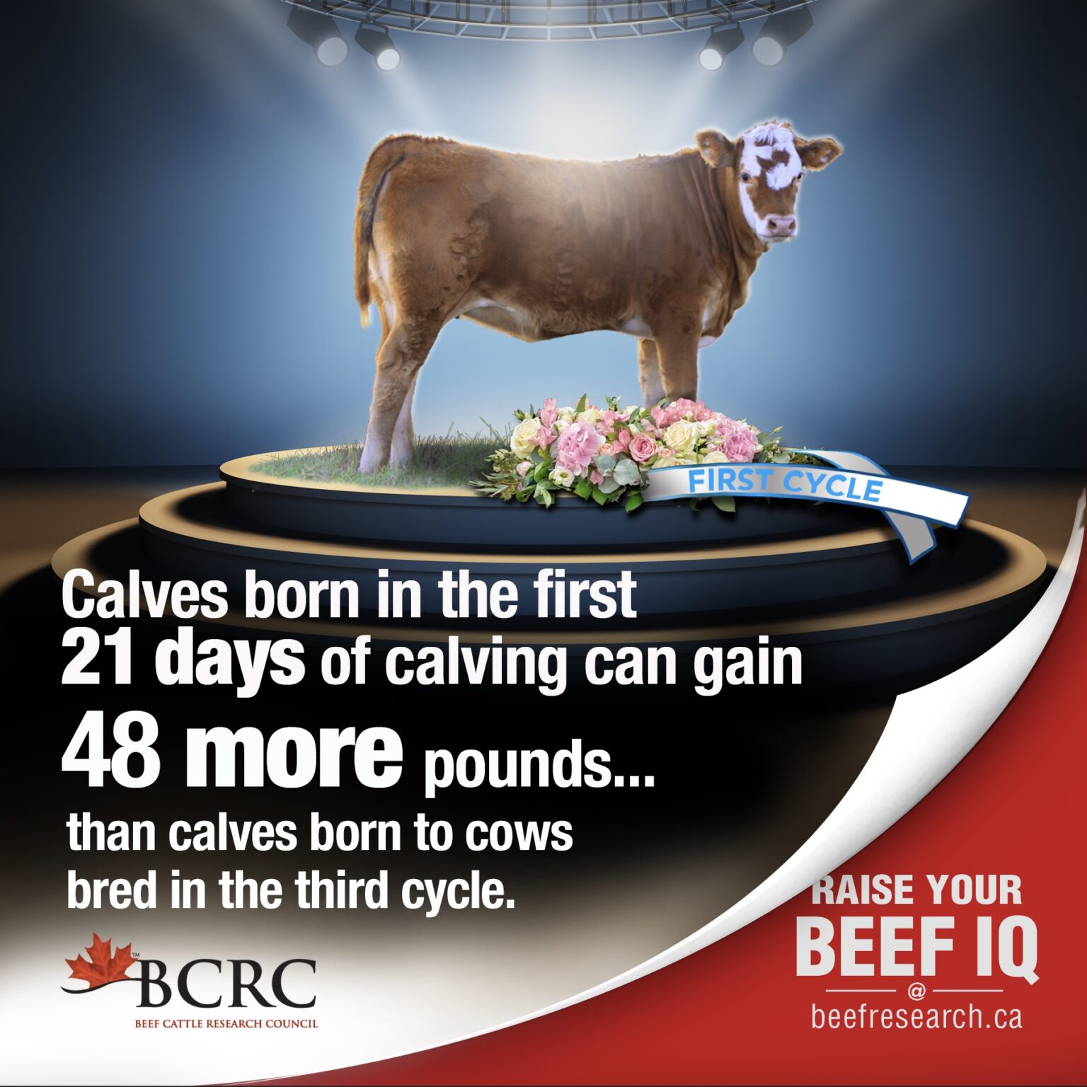 A Prolonged Calving Season can be Costly: New Calculator Available ...