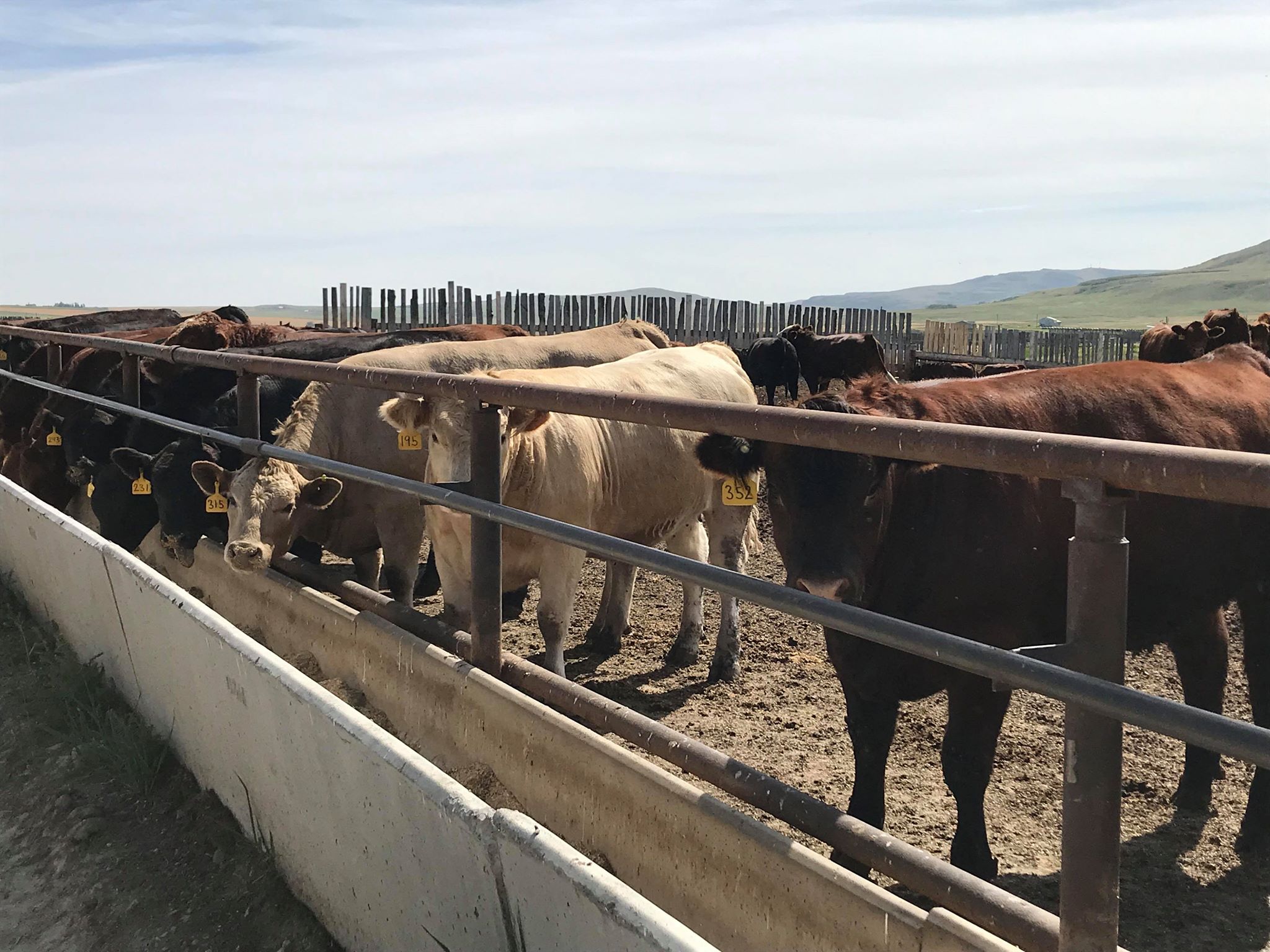How to Get New Feedlot Calves Settled and Gaining Quickly - BeefResearch.ca