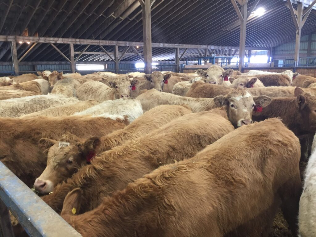 How to Get New Feedlot Calves Settled and Gaining Quickly - BeefResearch.ca