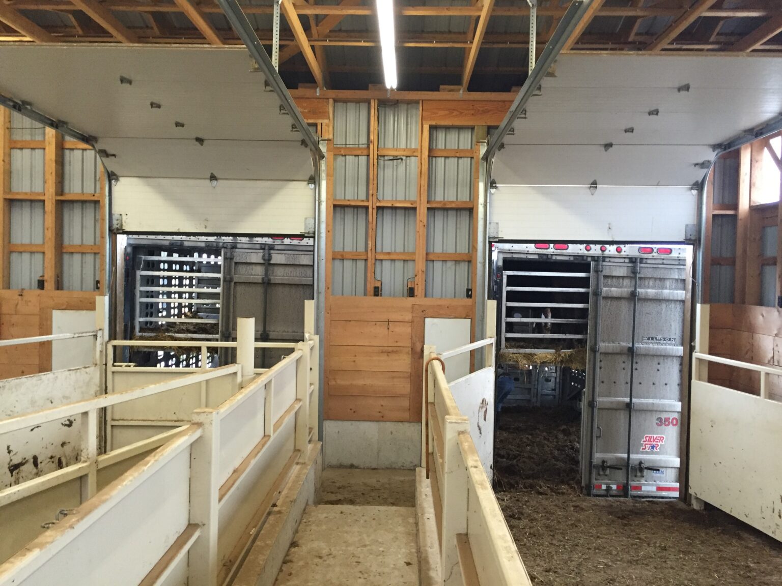 How to Get New Feedlot Calves Settled and Gaining Quickly - BeefResearch.ca