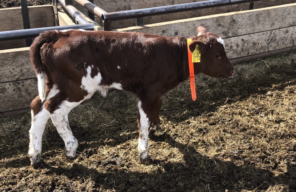 Three Producers Share Ideas That Improve Efficiency - BeefResearch.ca