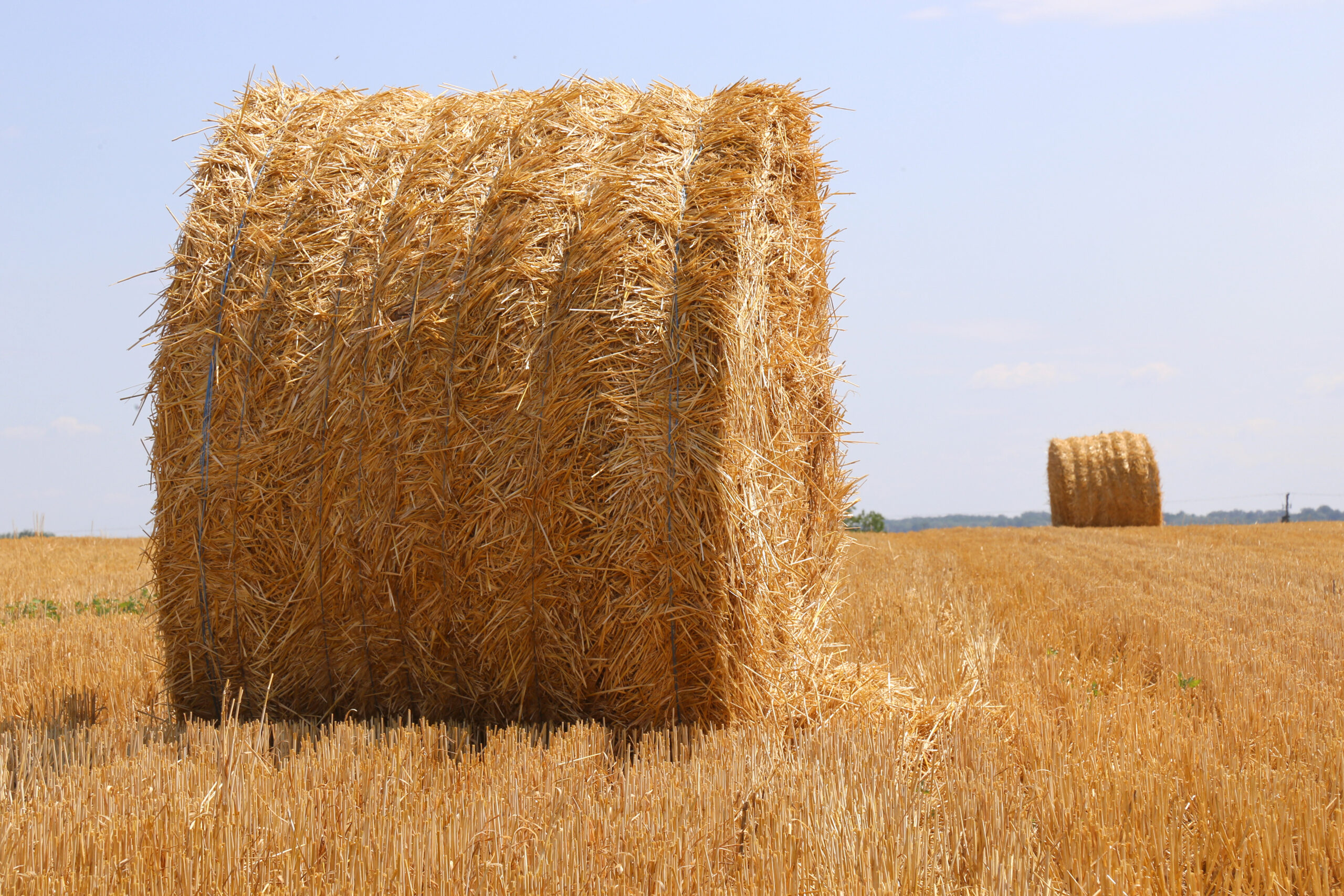 Alternative Feeds: Soybean Straw and Kochia - BeefResearch.ca