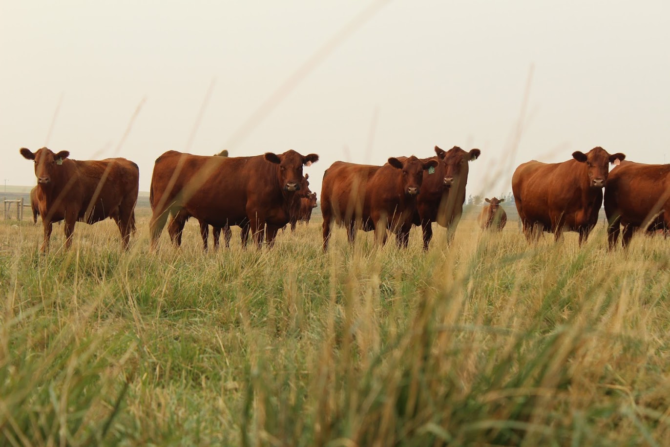 When is the Most Profitable Time to Cull Cows? - BeefResearch.ca