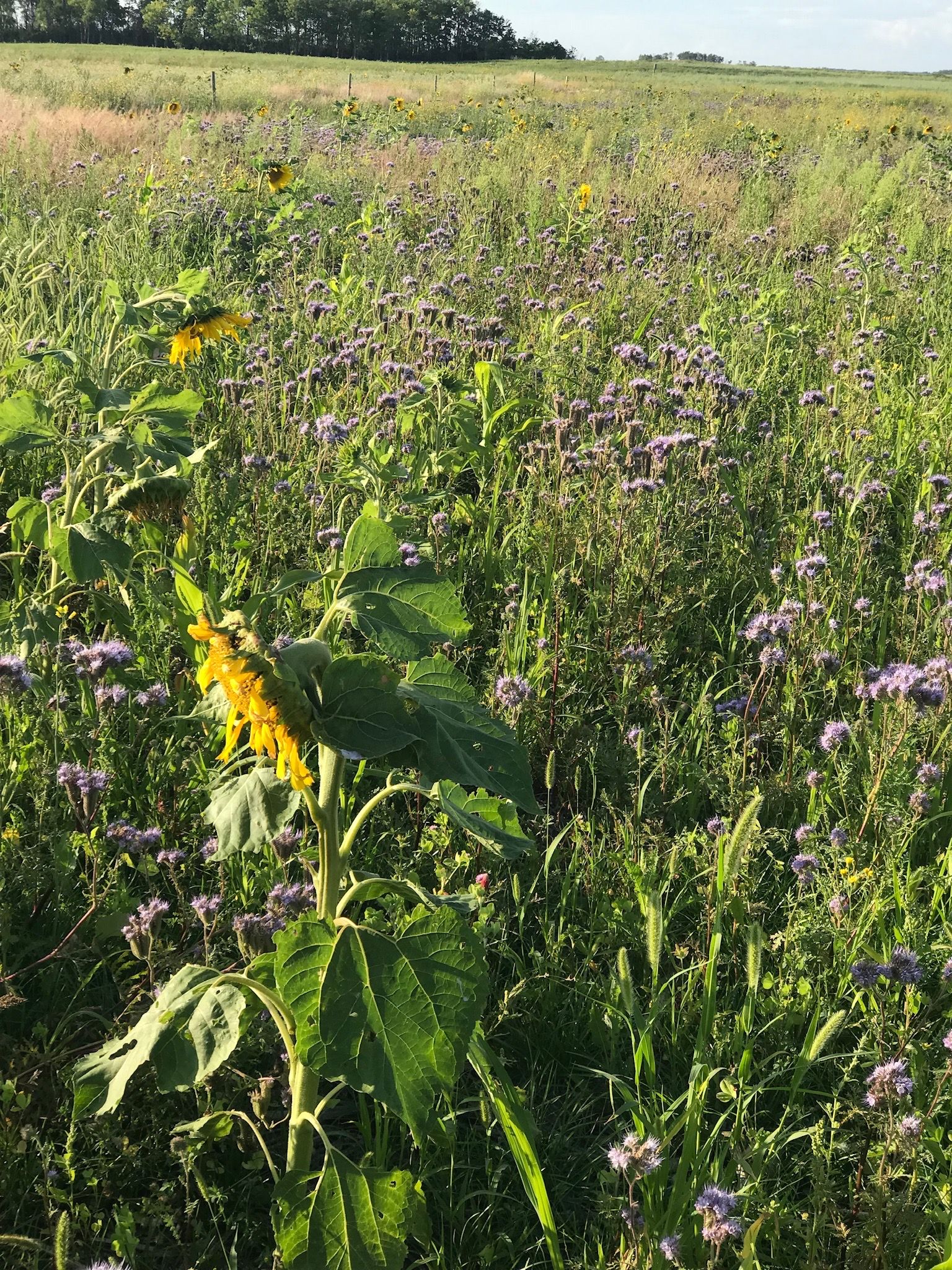 Cover Crop Capabilities Producer And Researcher Experiences cover-crop-capabilities-producer-and-researcher-experiences