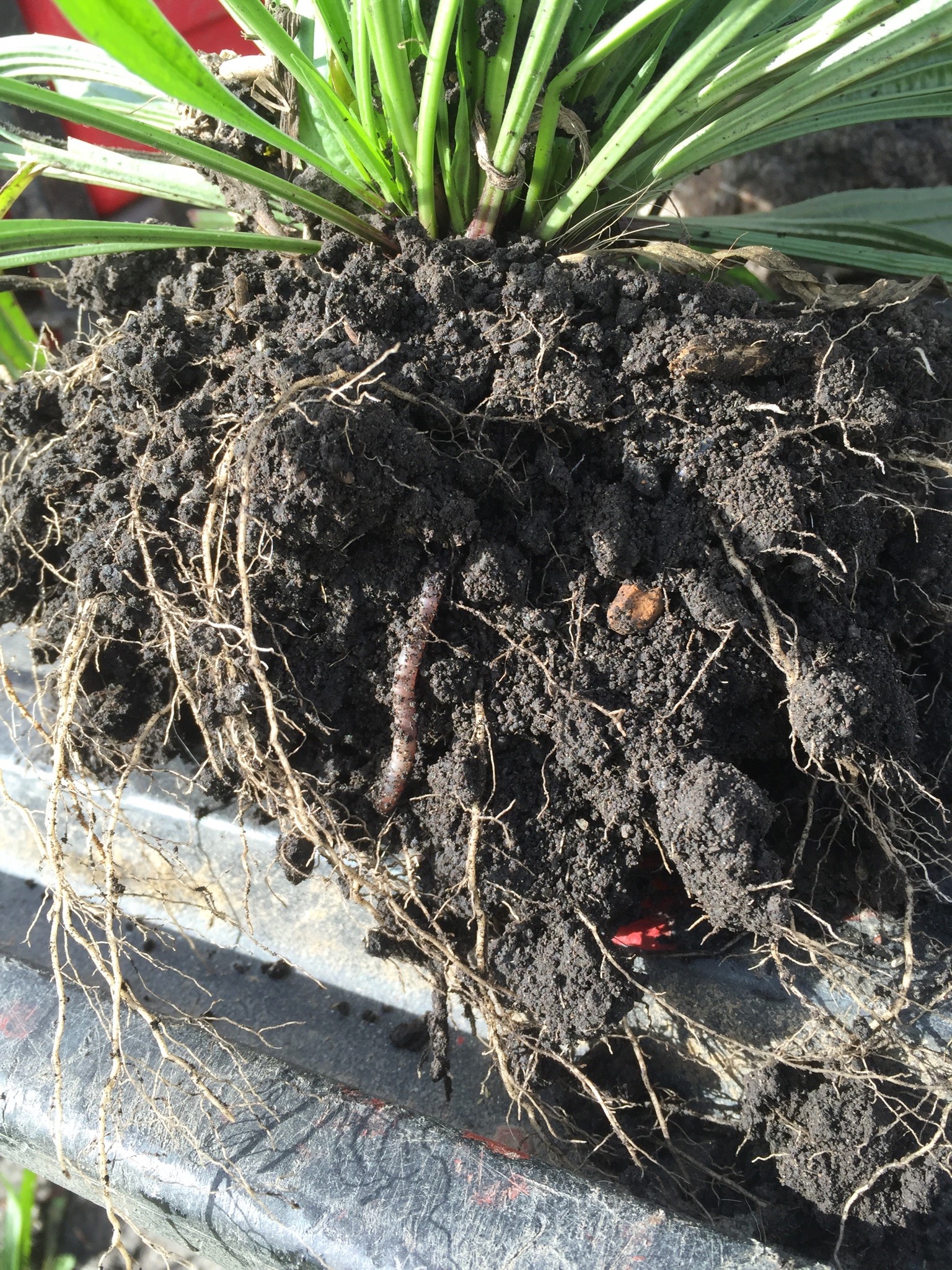 What Makes Soil Healthy? - BeefResearch.ca