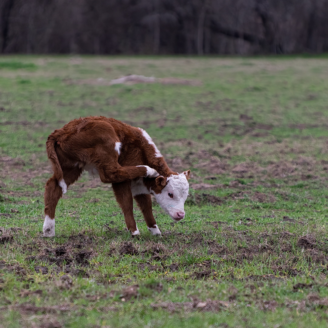 Parasites - External - BeefResearch.ca