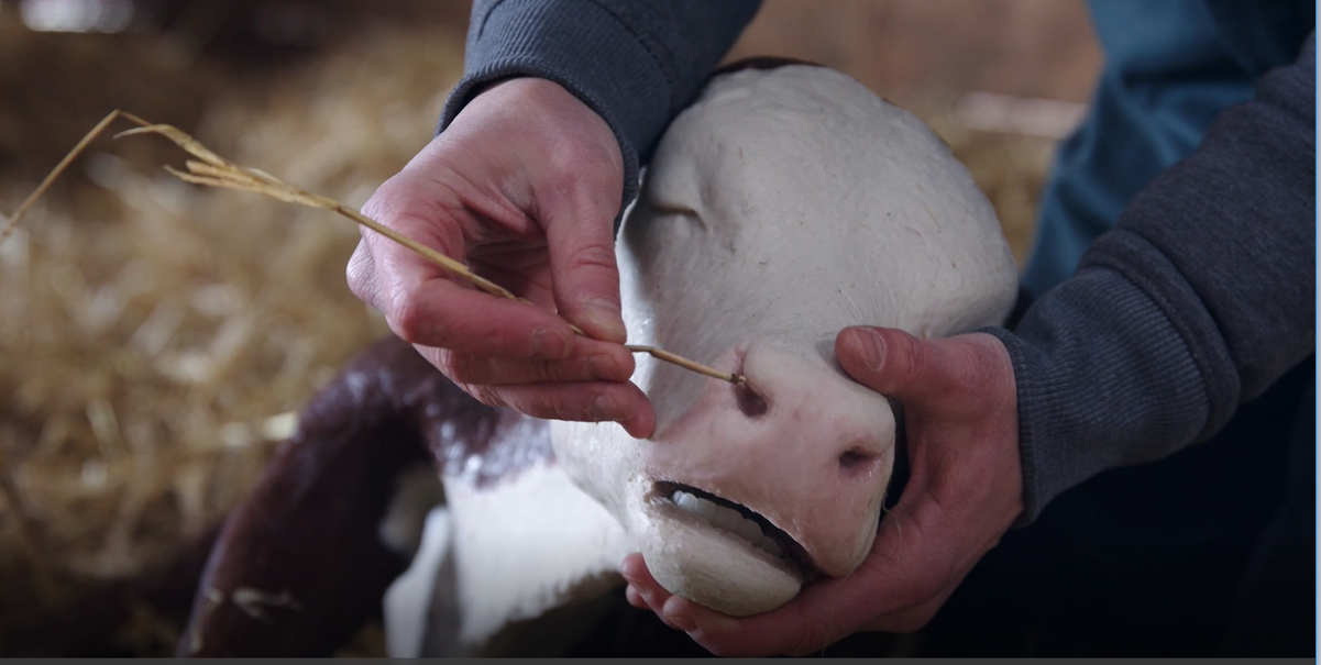 Calf 911 Video Demonstrates Effective Calf Resuscitation Strategies ️ ...