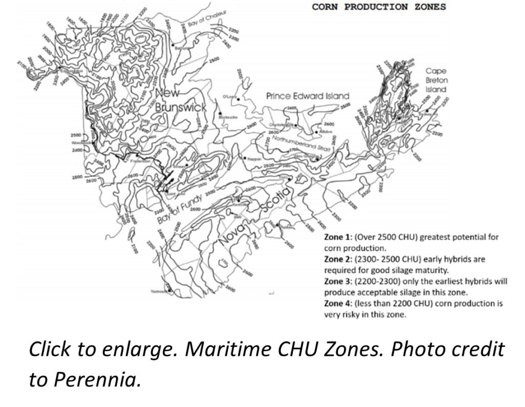 Tips to Select Corn Silage Hybrids Across Canada - BeefResearch.ca