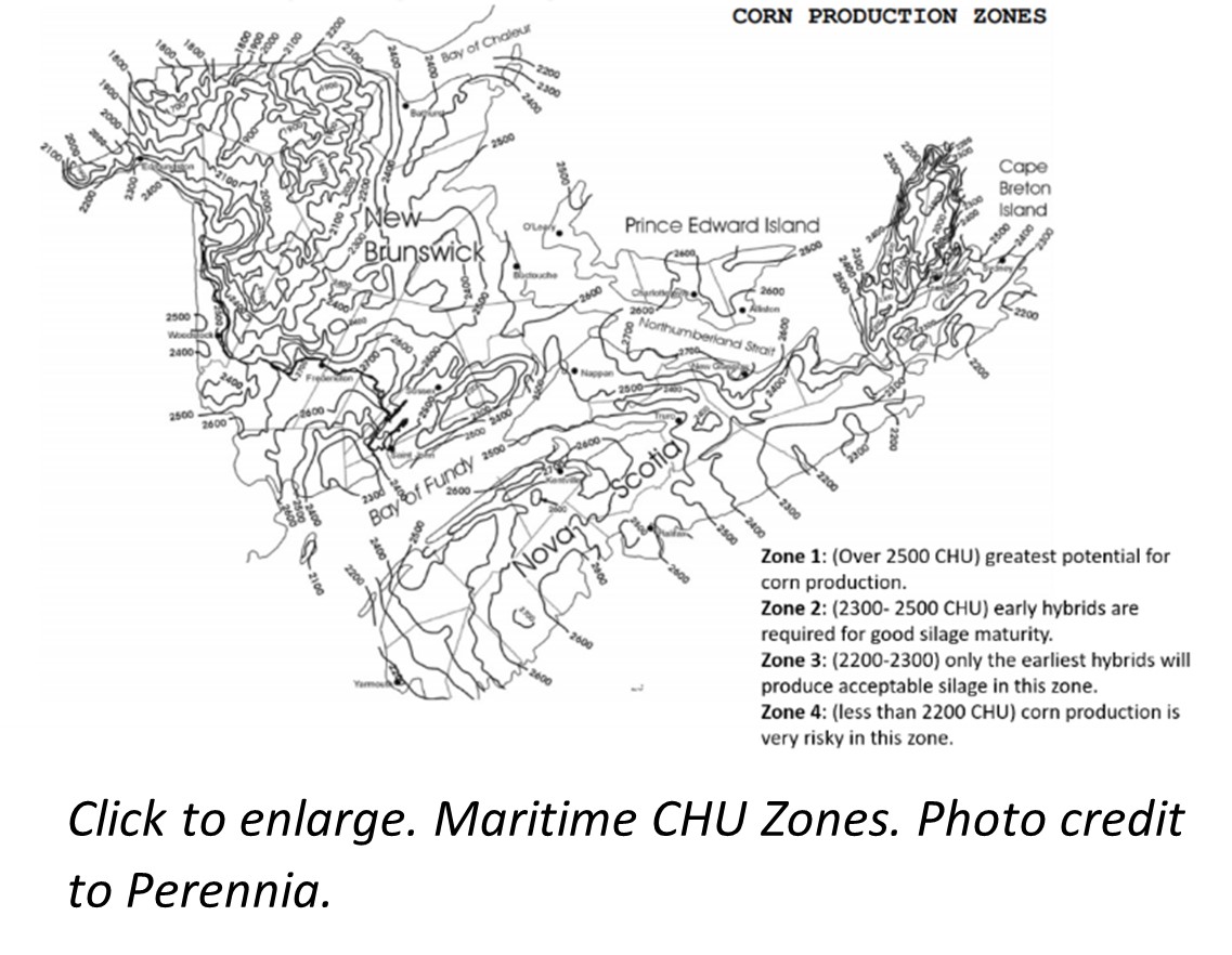 Tips to Select Corn Silage Hybrids Across Canada - BeefResearch.ca