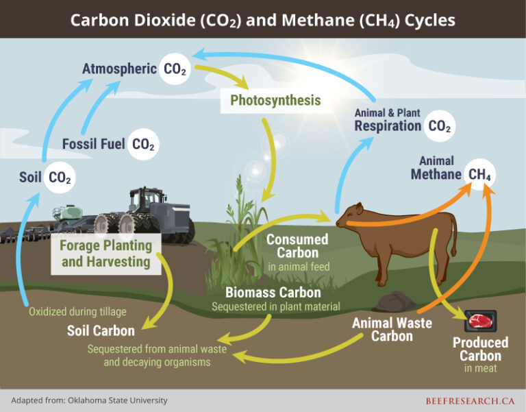 Beef Cattle & the Carbon Cycle – a New Webpage - BeefResearch.ca