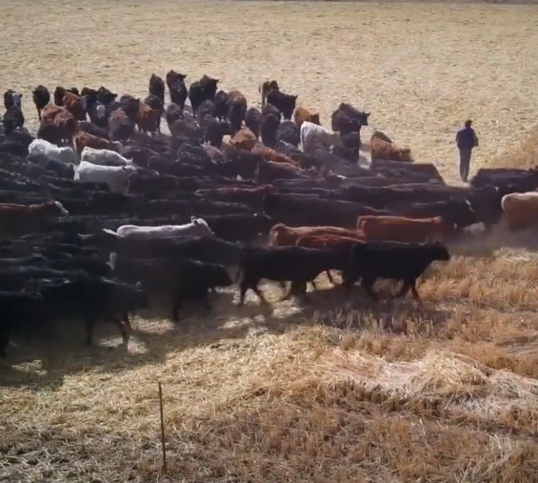 The Global Cattle Cycle - BeefResearch.ca