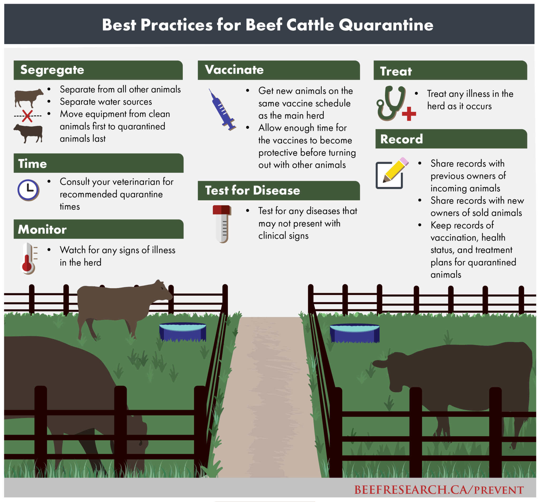 Vaccination of the Beef Herd - BeefResearch.ca