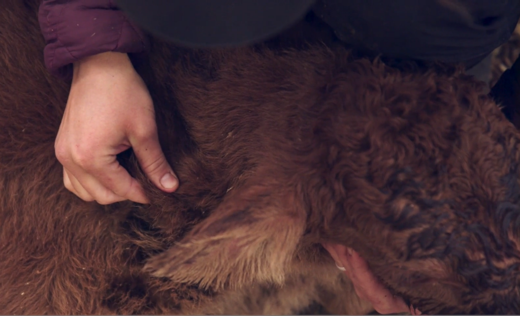 Calving & Calf Management - BeefResearch.ca