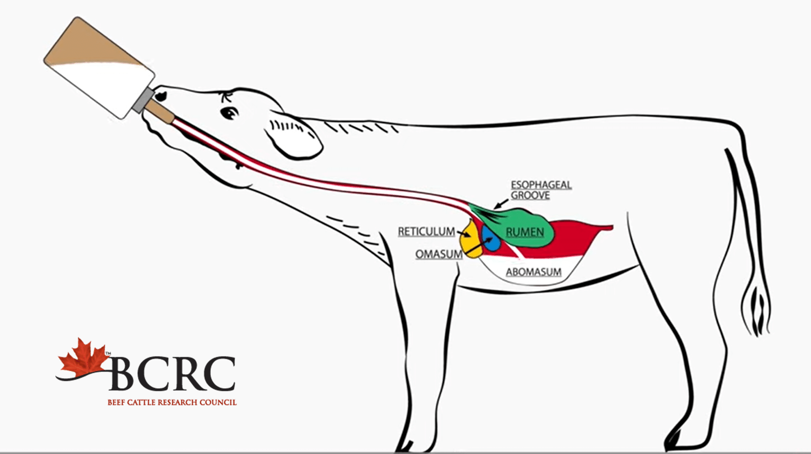 Calving Tips to Remember This Season - BeefResearch.ca