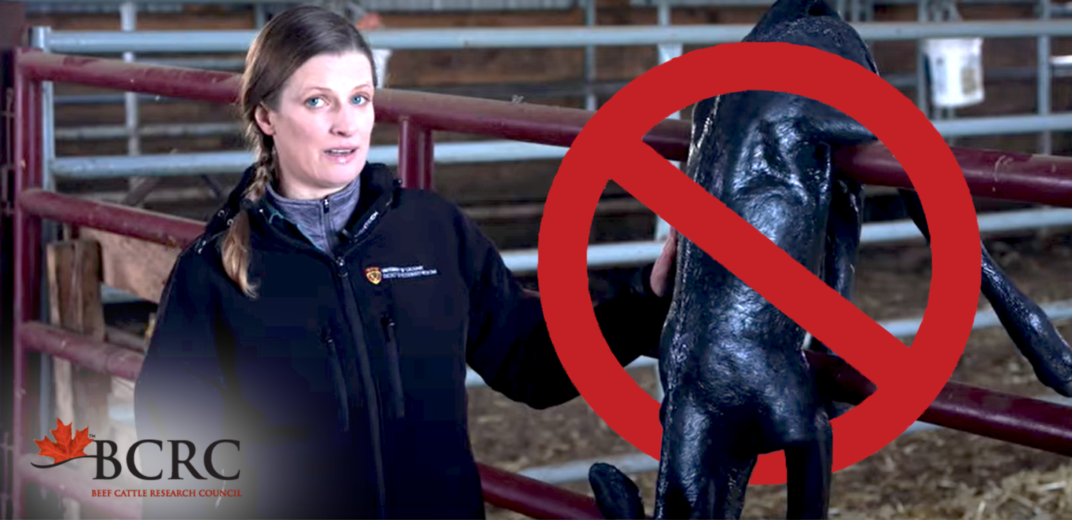 Calving Tips to Remember This Season - BeefResearch.ca