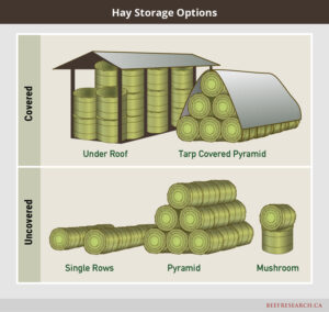 Stored Forages - BeefResearch.ca
