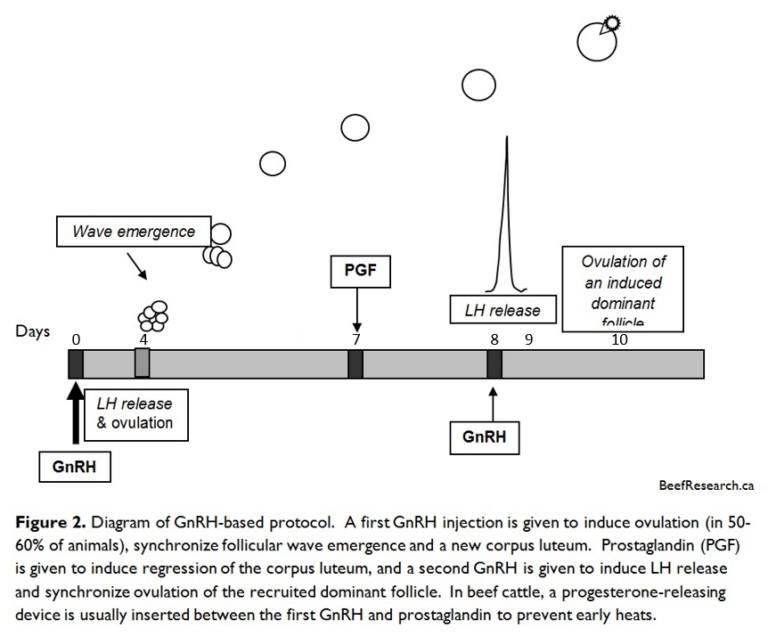 Artificial Insemination - BeefResearch.ca