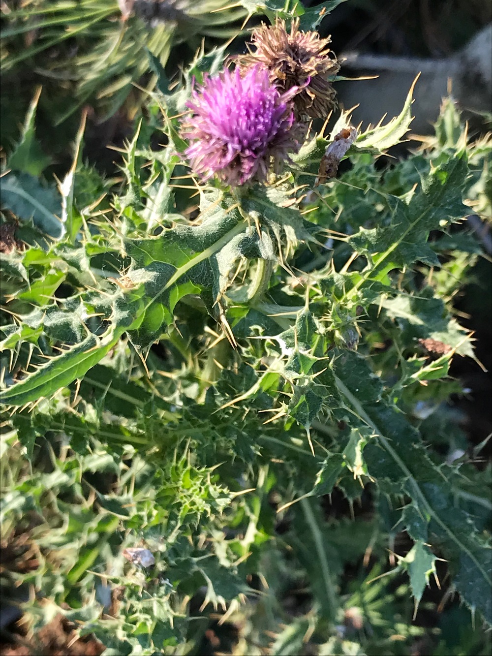 Weed and Brush Control in Pastures - BeefResearch.ca