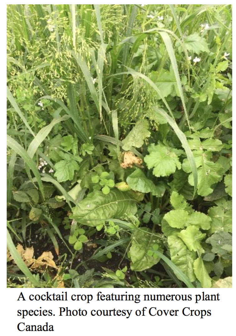 Cover Crops - BeefResearch.ca