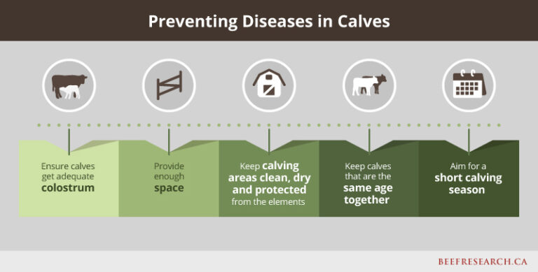 Calving & Calf Management - BeefResearch.ca