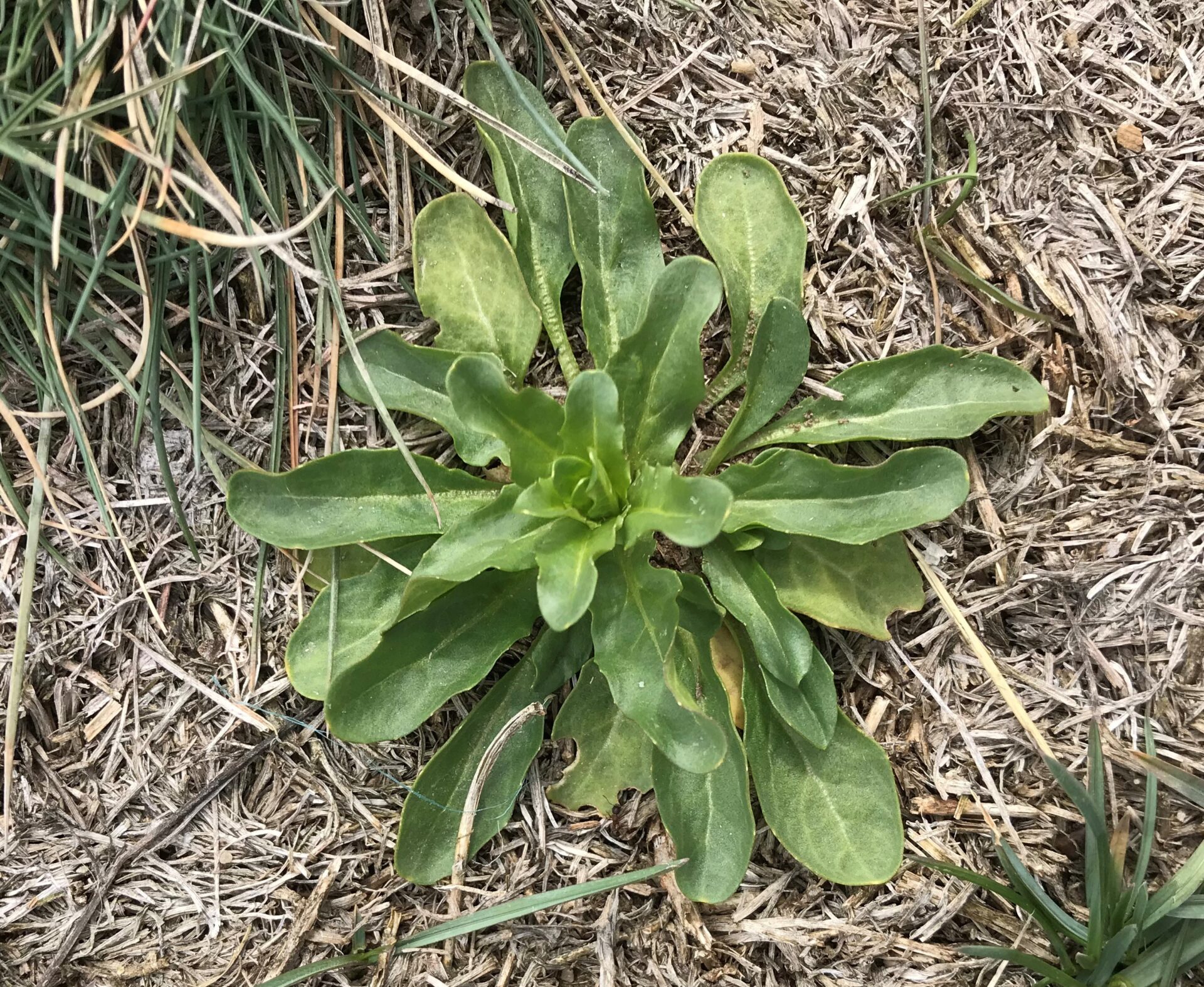 Drought Management Strategies - BeefResearch.ca