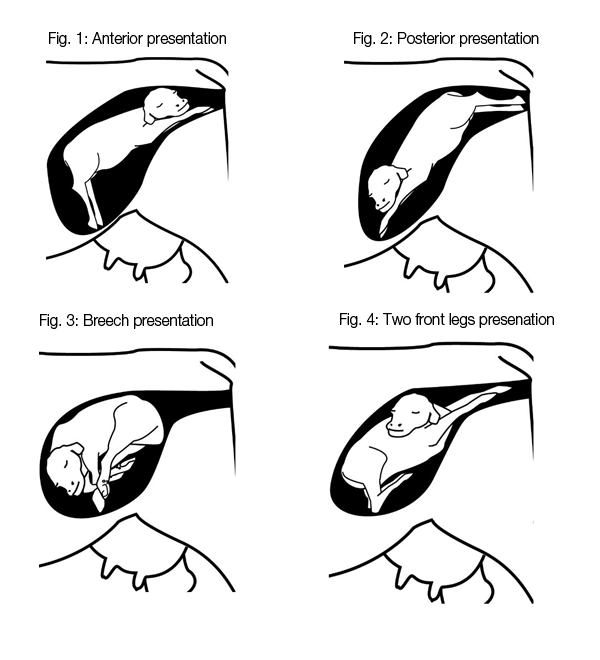 Calving & Calf Management - BeefResearch.ca